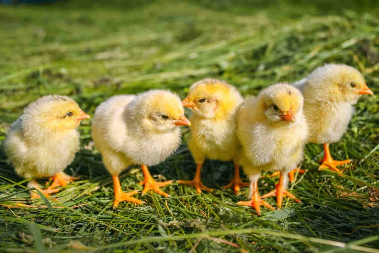 When Can Baby Chicks Go Outside? (A Complete Guide)