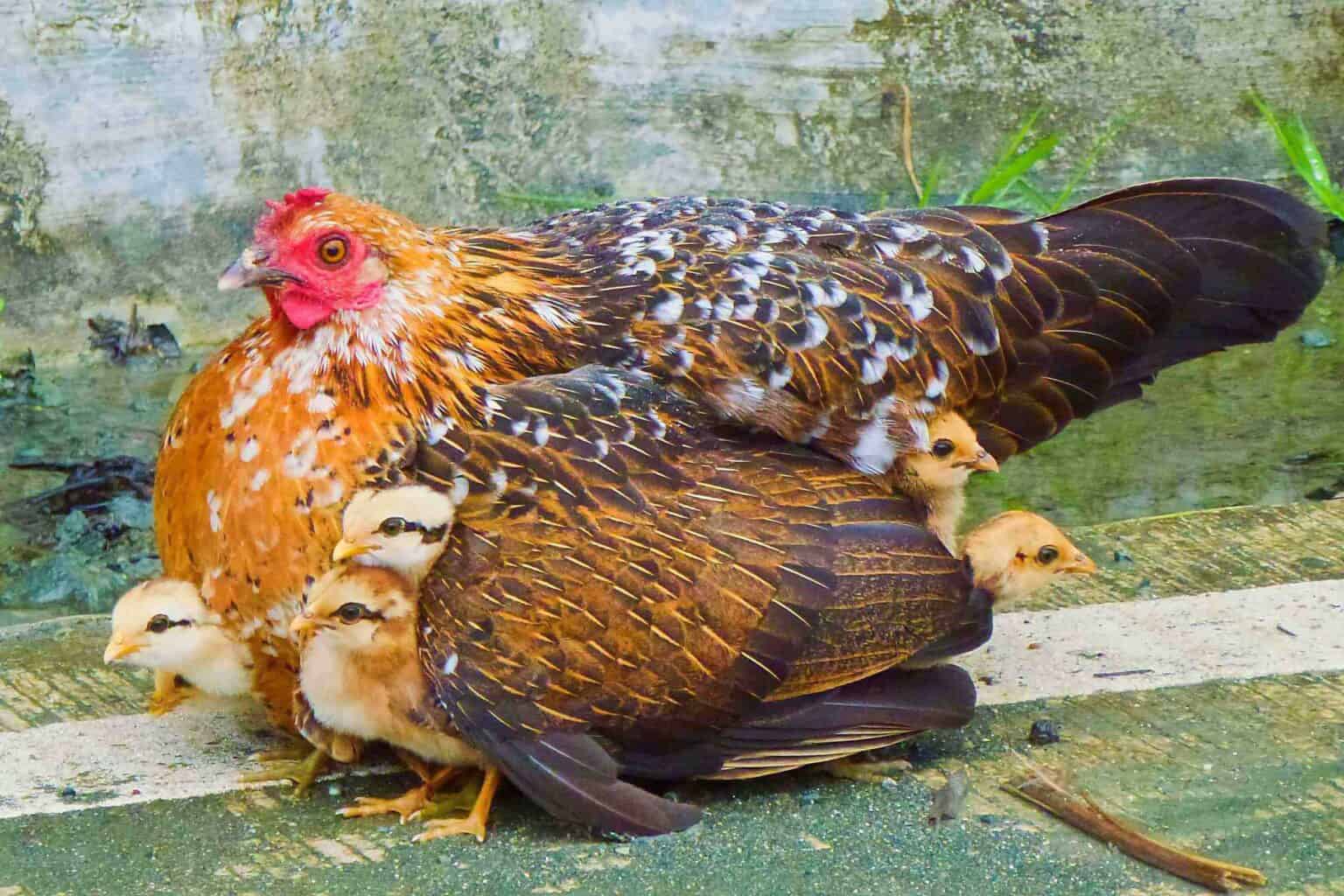 When Can Baby Chicks Go Outside? (A Complete Guide)