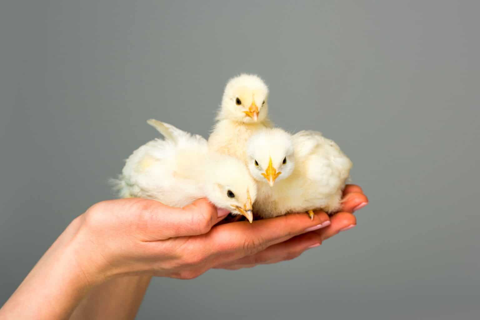 When Can Baby Chicks Go Outside? (A Complete Guide)