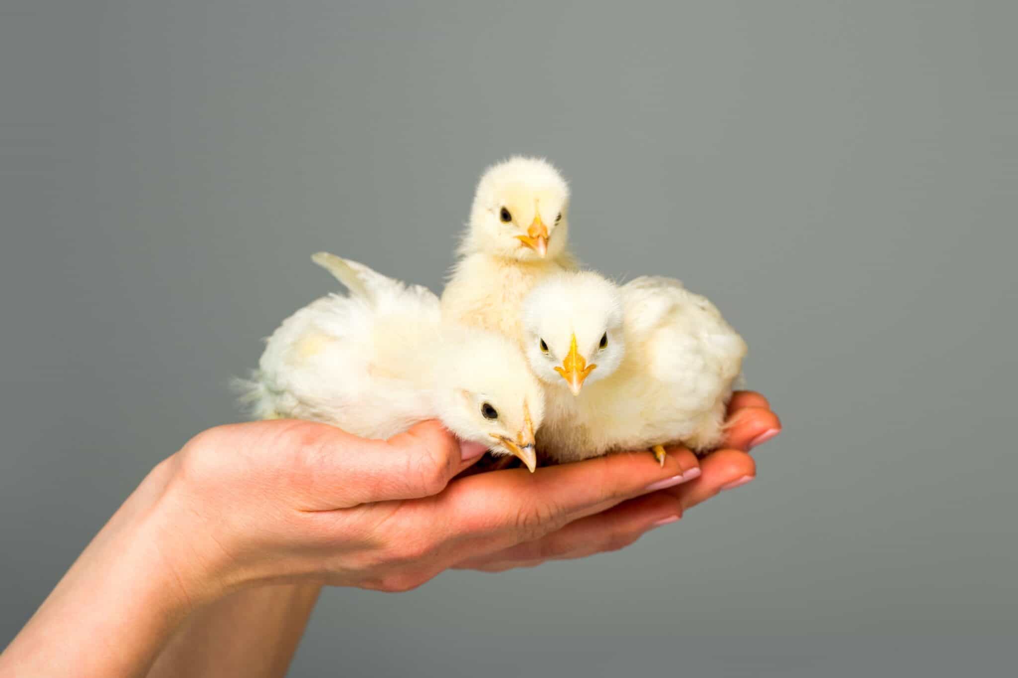 When Can Baby Chicks Go Outside? (A Complete Guide)