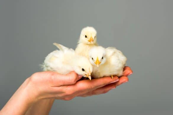 When Can Baby Chicks Go Outside? (A Complete Guide)