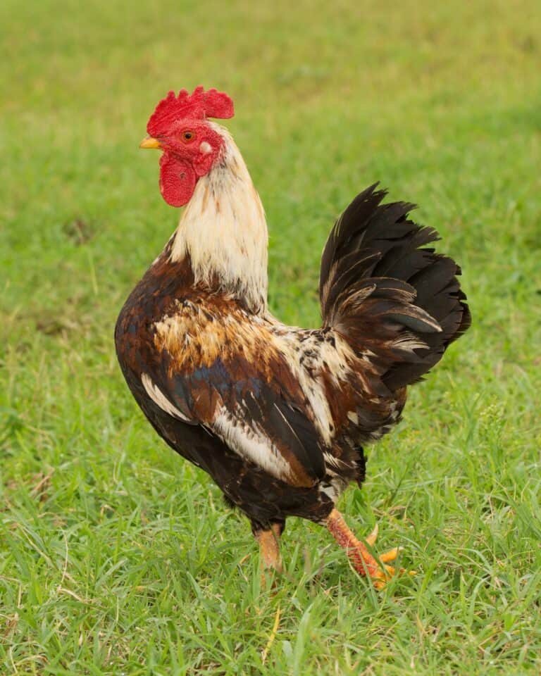 19 Best Rooster Breeds for Your Flock (With Pictures!)