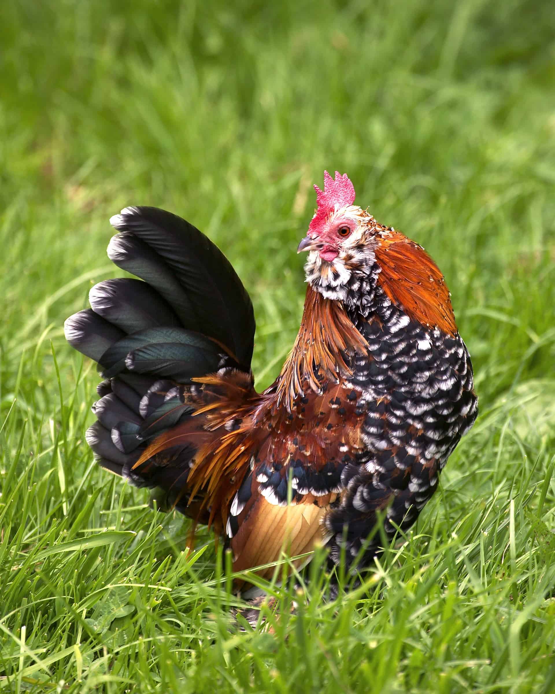 19 Best Rooster Breeds for Your Flock (With Pictures!)