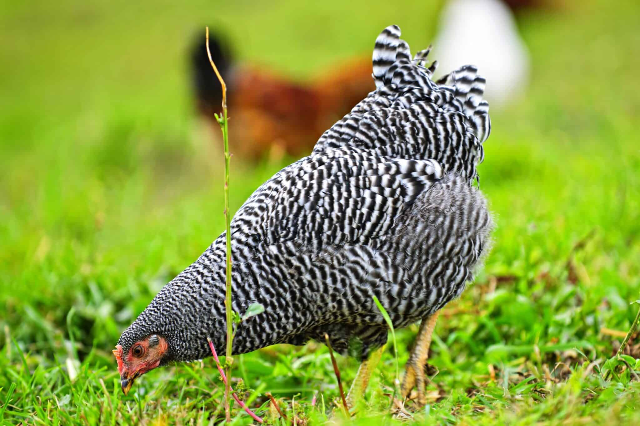 Barred Rock Chicken: Breed Profile, Facts & Pictures