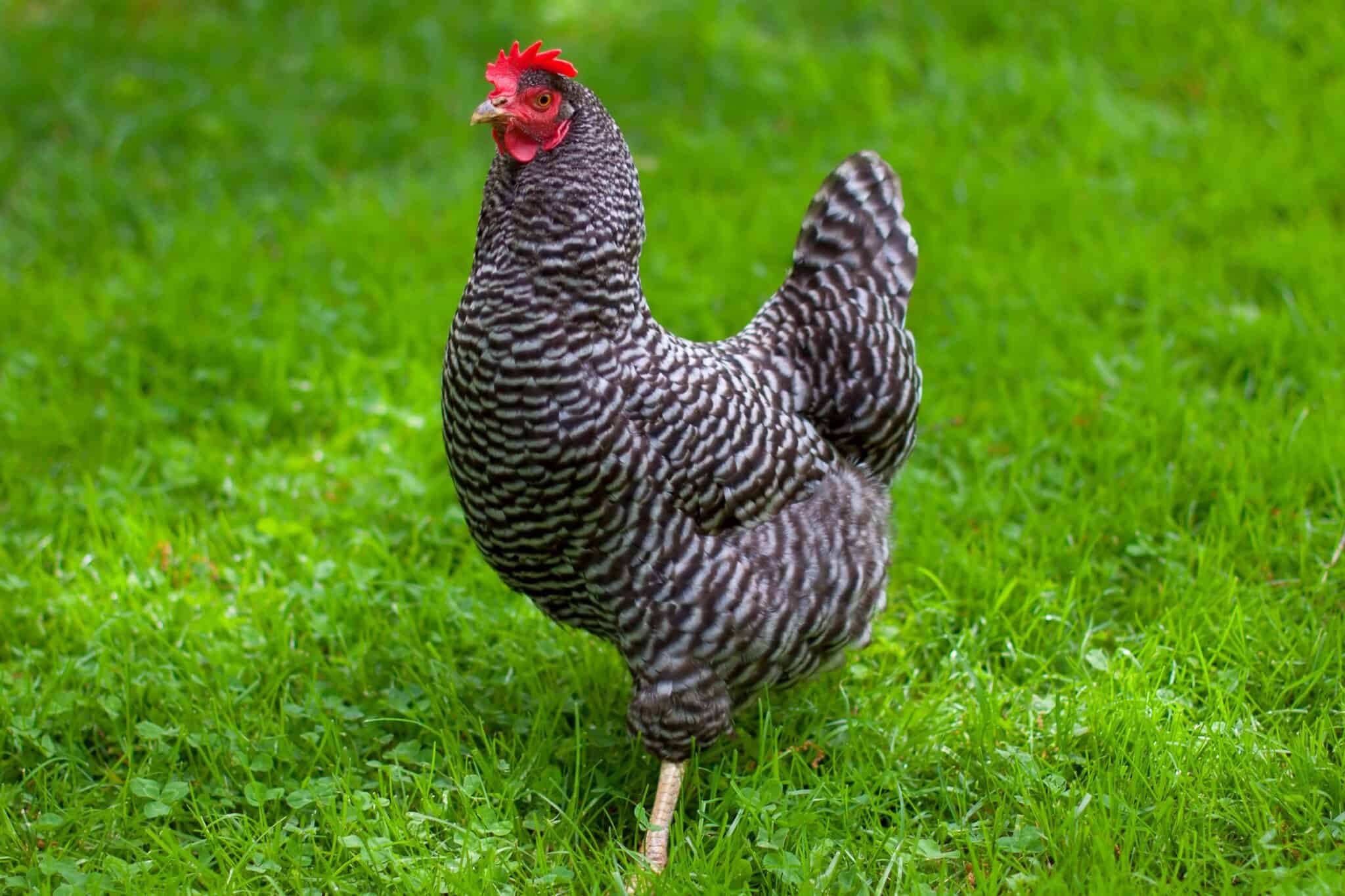 Barred Rock Chicken: Breed Profile, Facts & Pictures