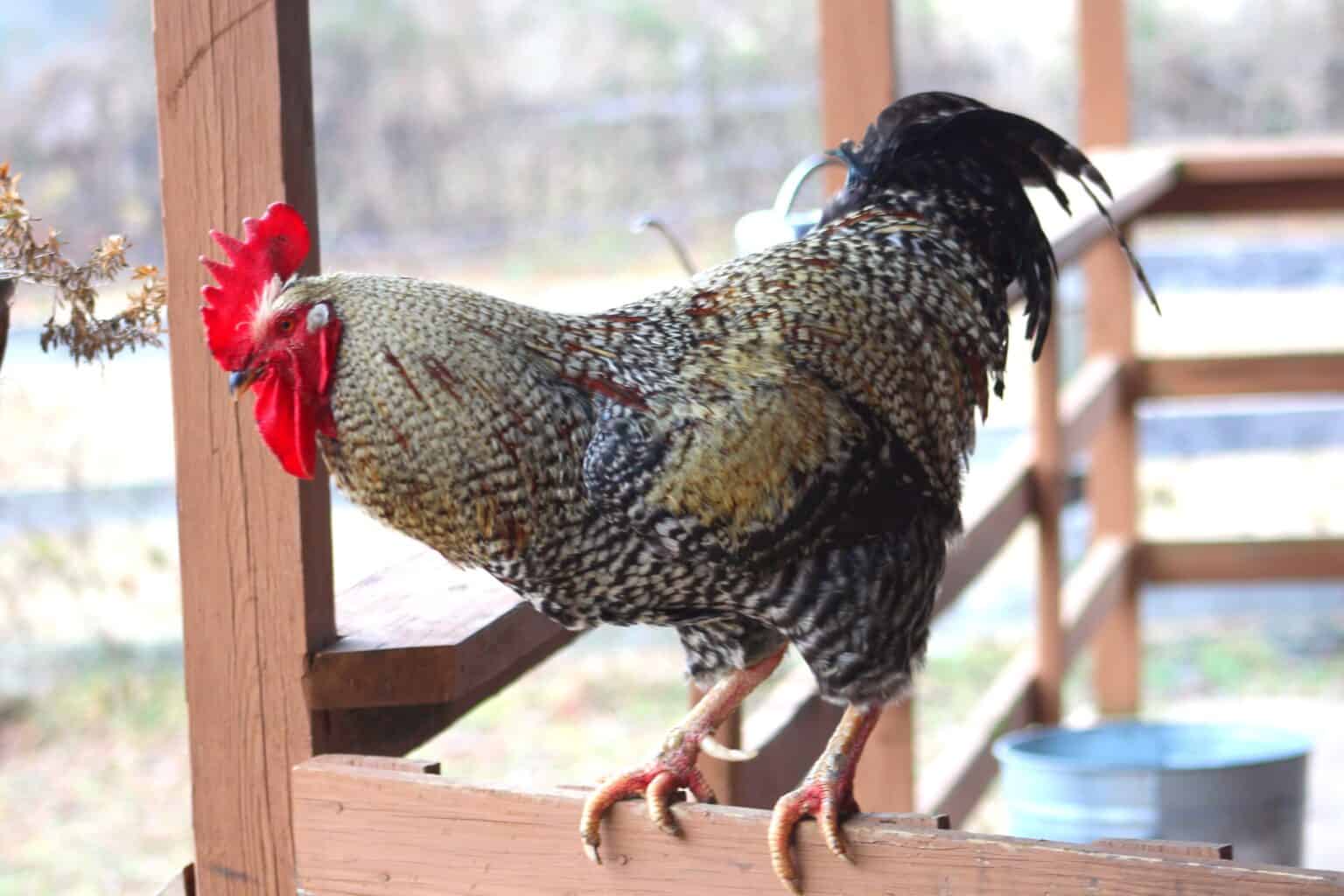 Barred Rock Chicken: Breed Profile, Facts & Pictures
