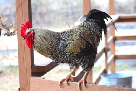 Barred Rock Chicken: Breed Profile, Facts & Pictures