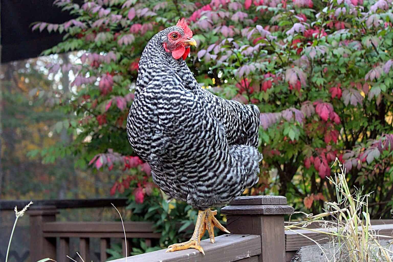 Barred Rock Chicken: Breed Profile, Facts & Pictures
