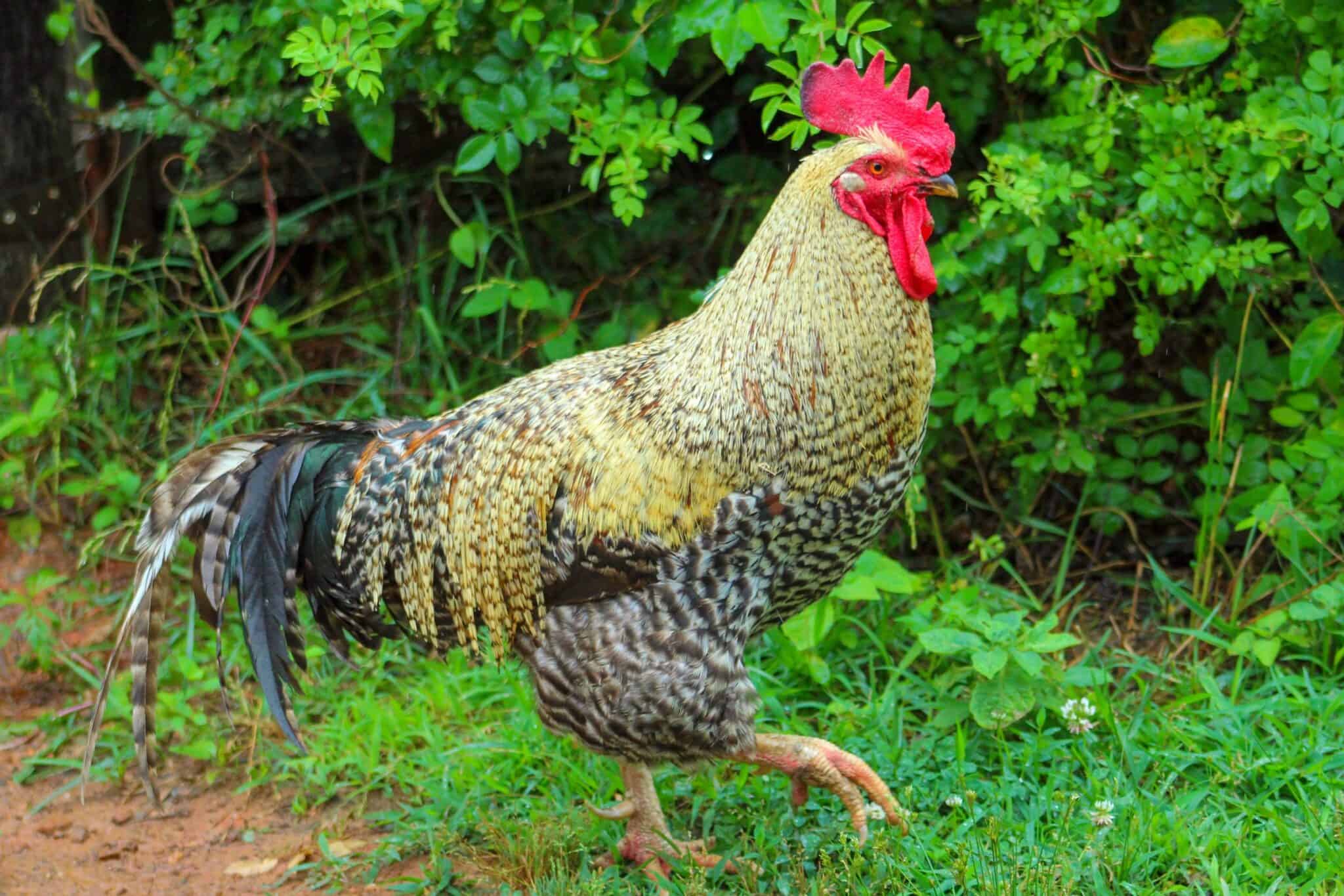 Barred Rock Chicken: Breed Profile, Facts & Pictures