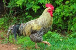 Barred Rock Chicken: Breed Profile, Facts & Pictures