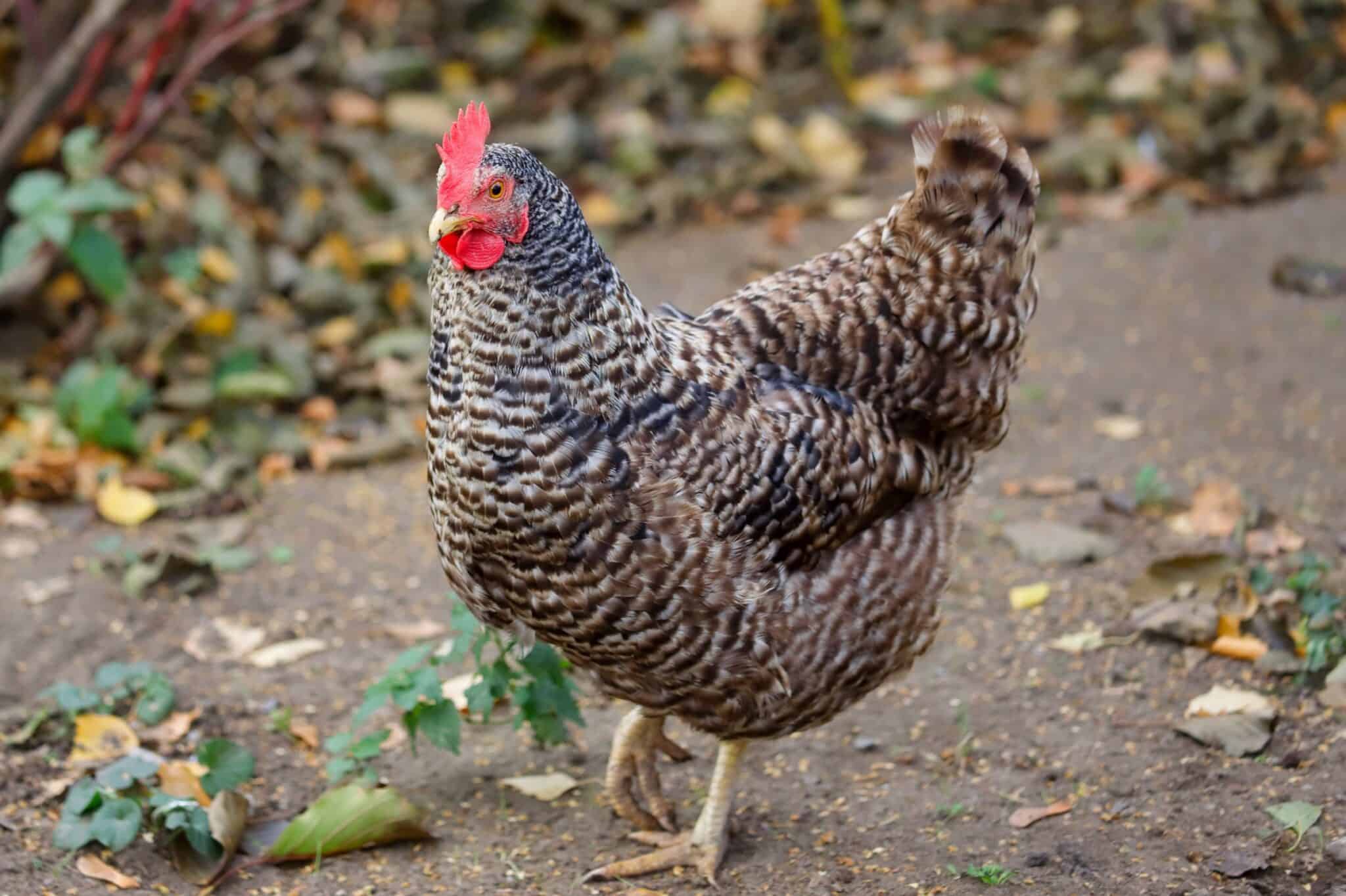 Barred Rock Chicken: Breed Profile, Facts & Pictures