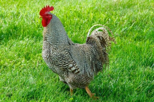 Barred Rock Chicken: Breed Profile, Facts & Pictures