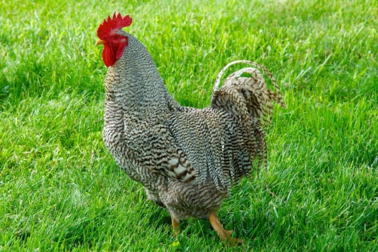 Barred Rock Chicken: Breed Profile, Facts & Pictures