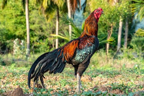 19 Best Rooster Breeds for Your Flock (With Pictures!)