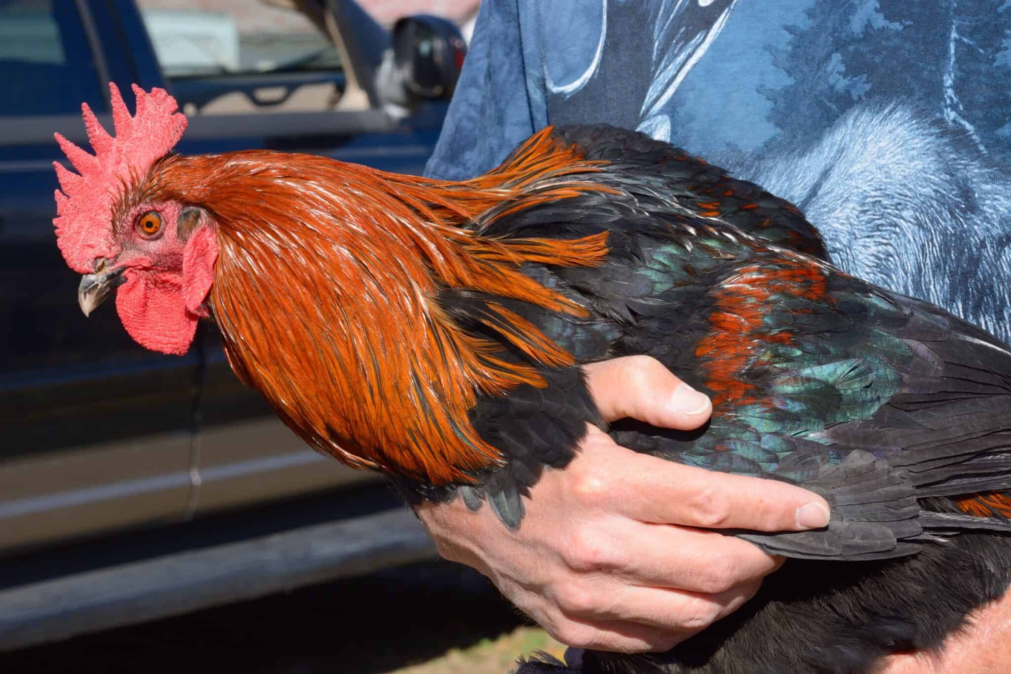 Black Copper Marans: Breed Profile, Facts & Pictures