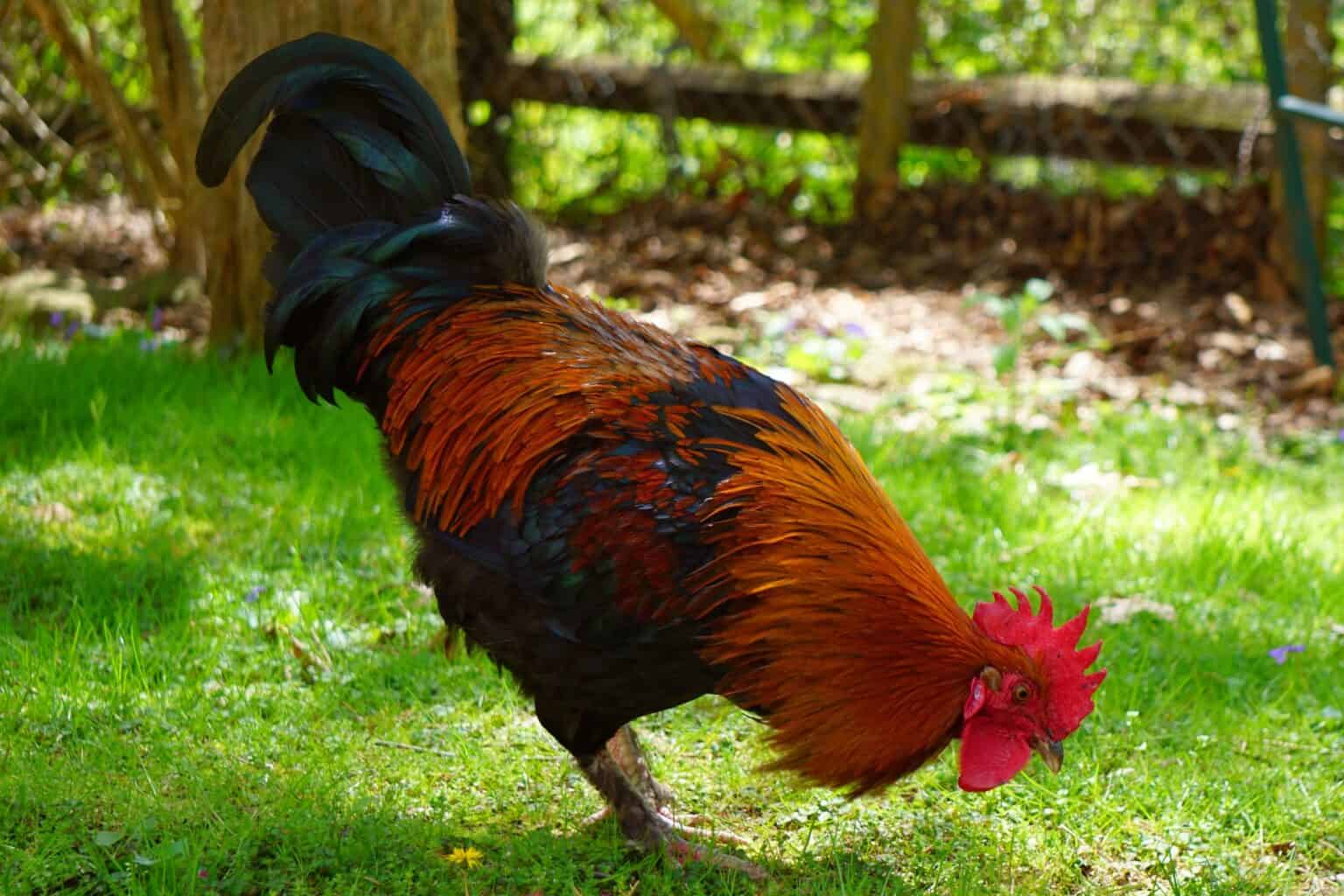 Black Copper Marans: Breed Profile, Facts & Pictures