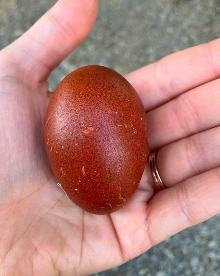Black Copper Marans: Breed Profile, Facts & Pictures