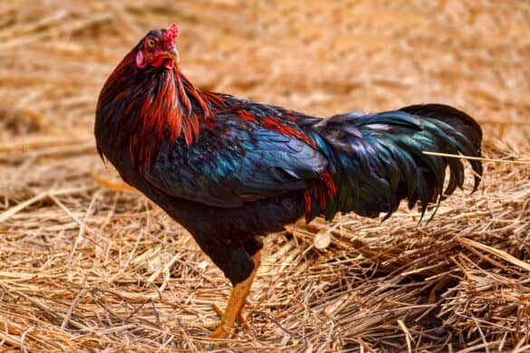 Black Copper Marans: Breed Profile, Facts & Pictures