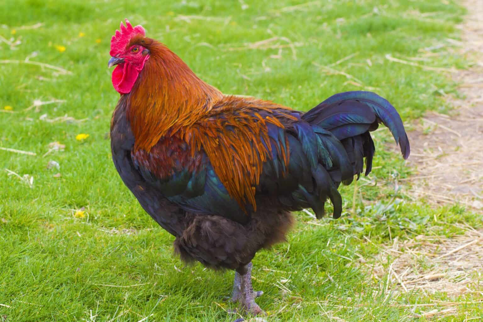 Black Copper Marans: Breed Profile, Facts & Pictures