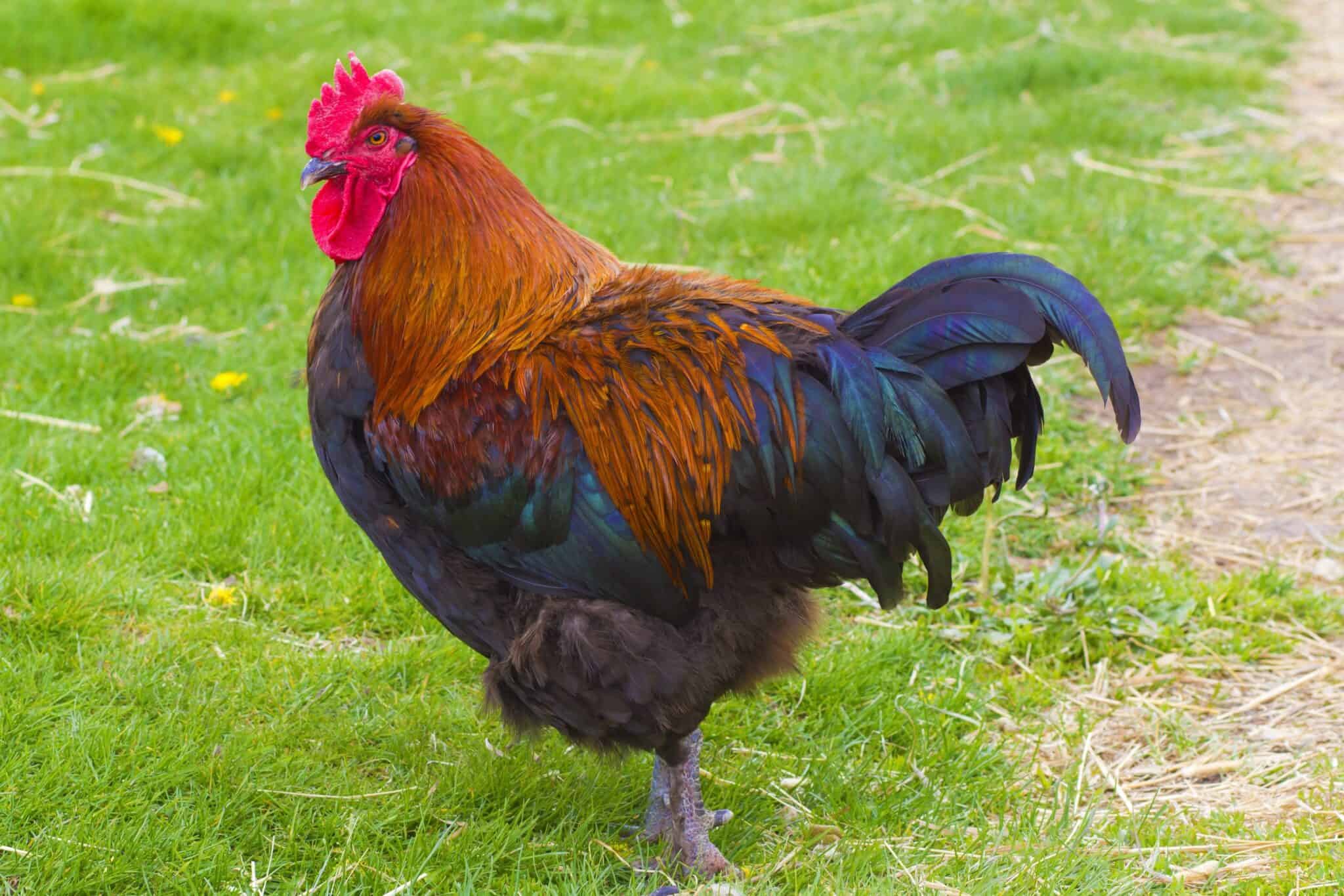Black Copper Marans: Breed Profile, Facts & Pictures
