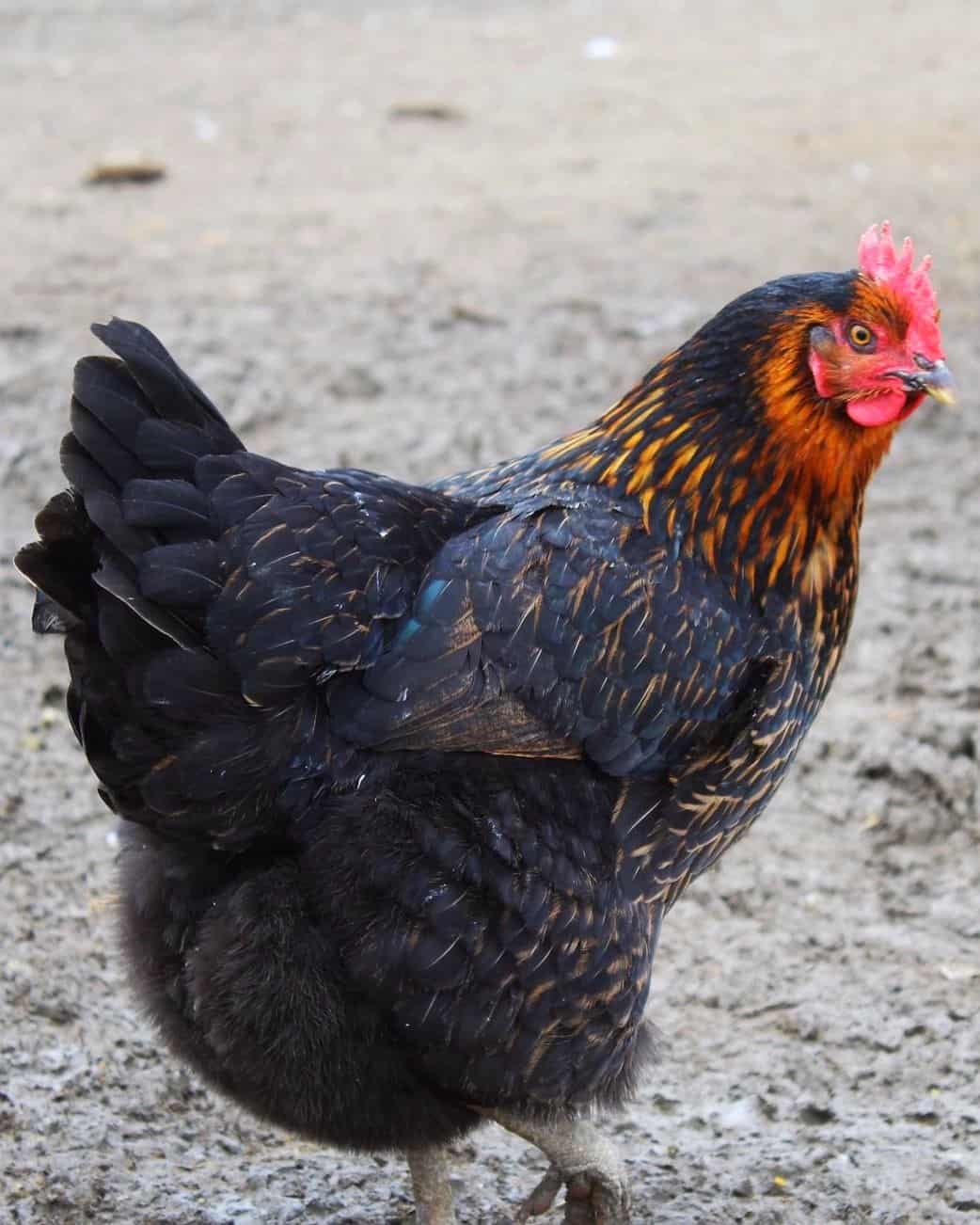 Black Sex Link Chicken: Breed Profile, Care Guide & Facts