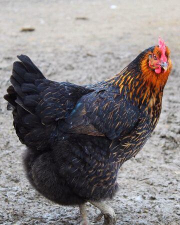 Black Sex Link Chicken: Breed Profile, Care Guide & Facts