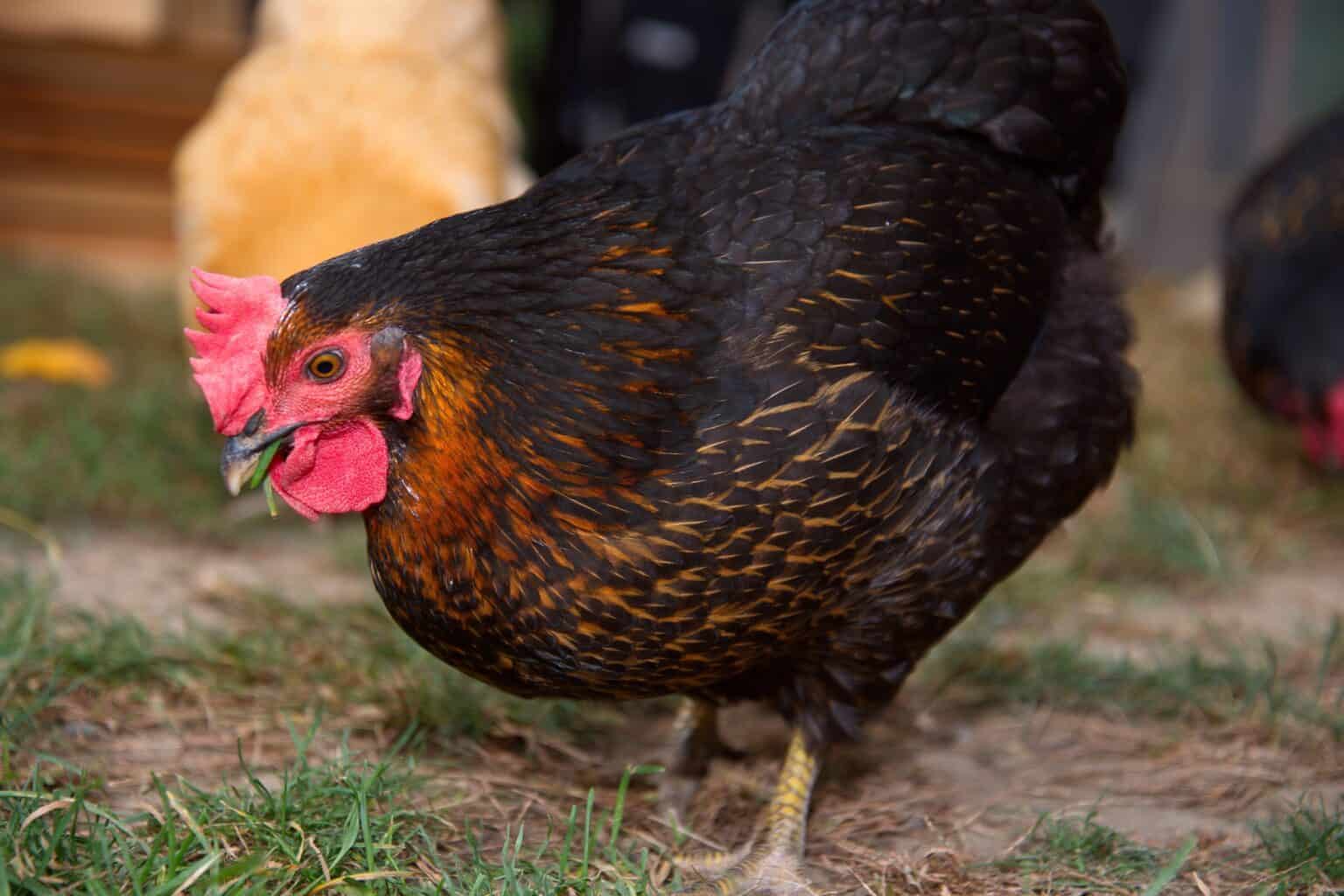 Black Sex Link Chicken: Breed Profile, Care Guide & Facts
