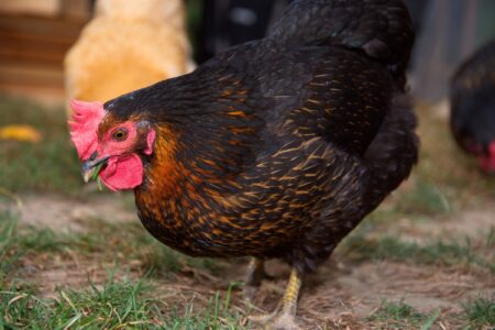 Black Sex Link Chicken: Breed Profile, Care Guide & Facts