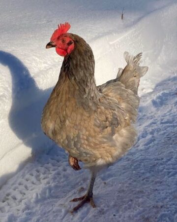 Barred Rock Chicken: Breed Profile, Facts & Pictures