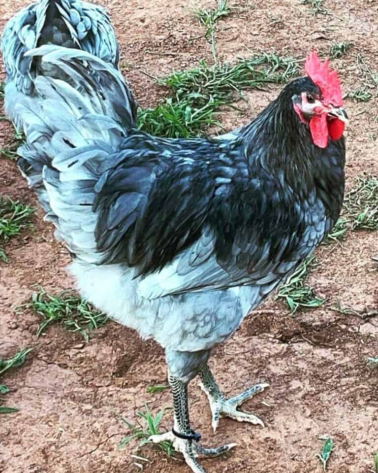 Jersey Giant Chicken: Breed Profile, Facts & Pictures