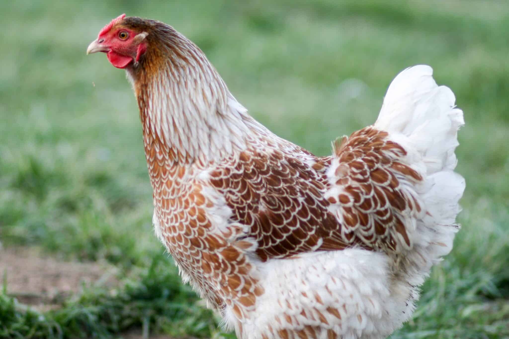 Blue Laced Red Wyandotte: Breed Profile, Pictures & Facts