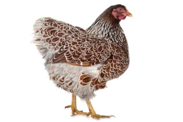 Blue Laced Red Wyandotte: Breed Profile, Pictures & Facts