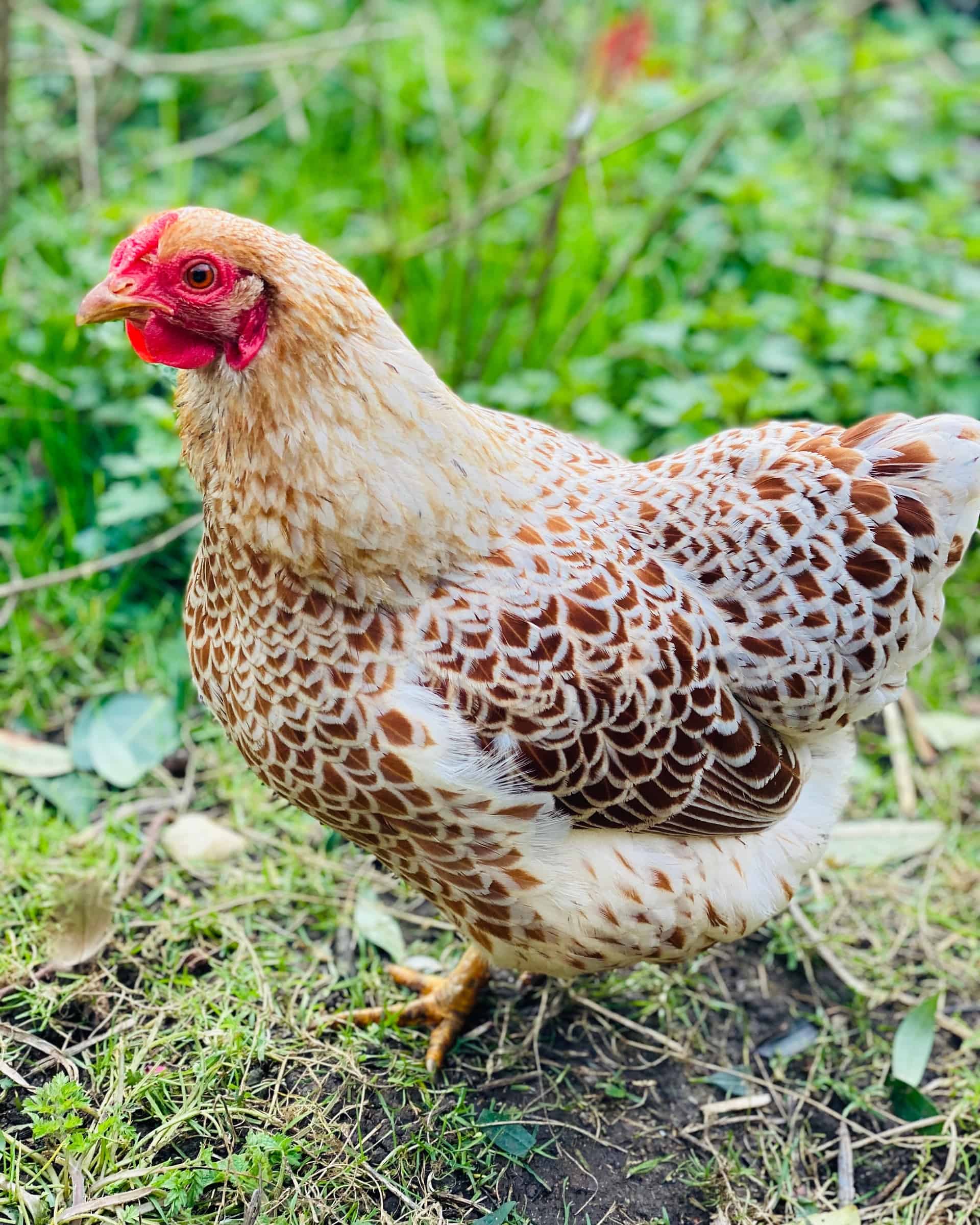 Blue Laced Red Wyandotte: Breed Profile, Pictures & Facts