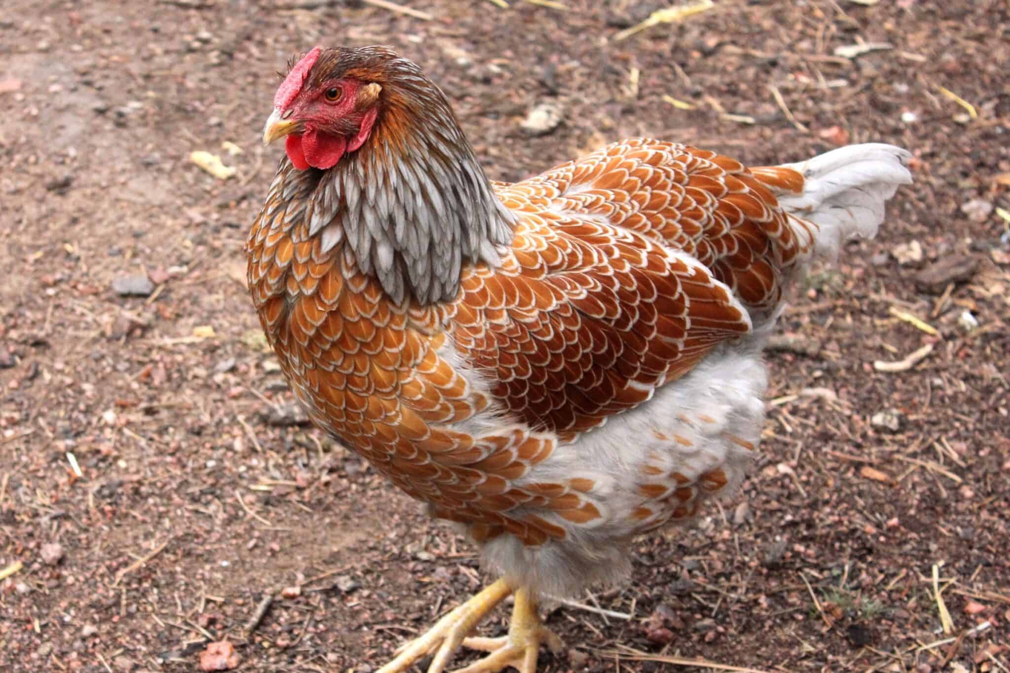 Blue Laced Red Wyandotte: Breed Profile, Pictures & Facts