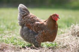 Blue Laced Red Wyandotte: Breed Profile, Pictures & Facts