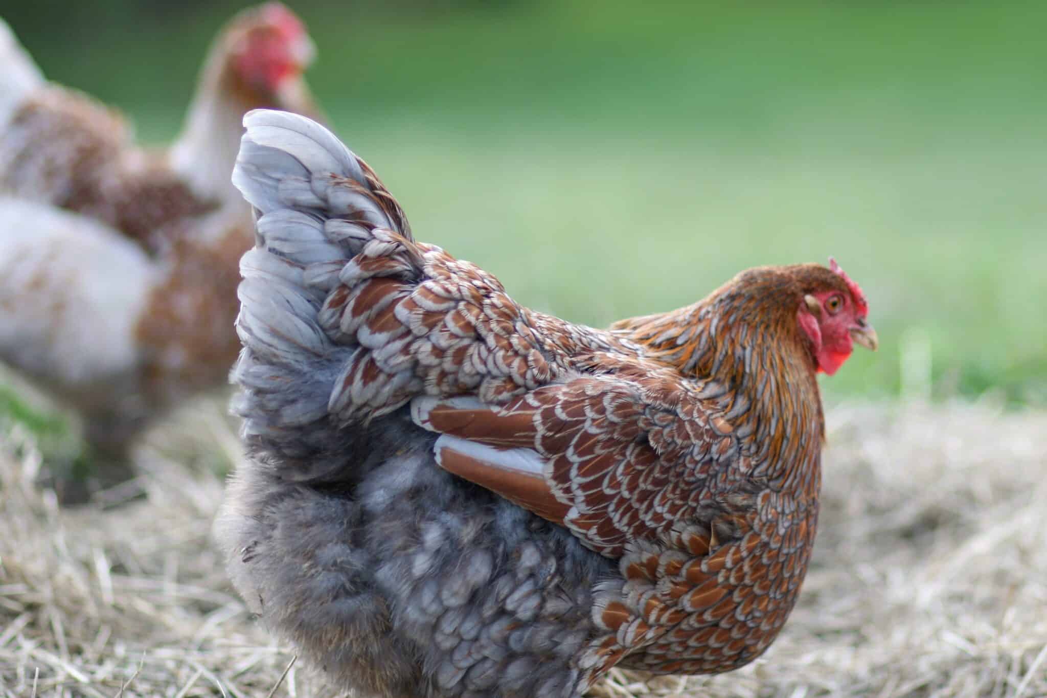Blue Laced Red Wyandotte: Breed Profile, Pictures & Facts