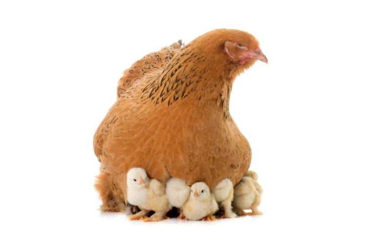 Brahma Chicken: Breed Profile, Pictures & Care Guide