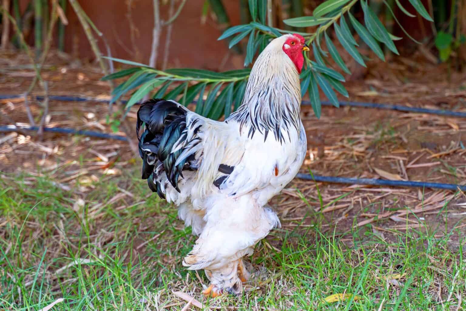 Brahma Chicken: Breed Profile, Pictures & Care Guide