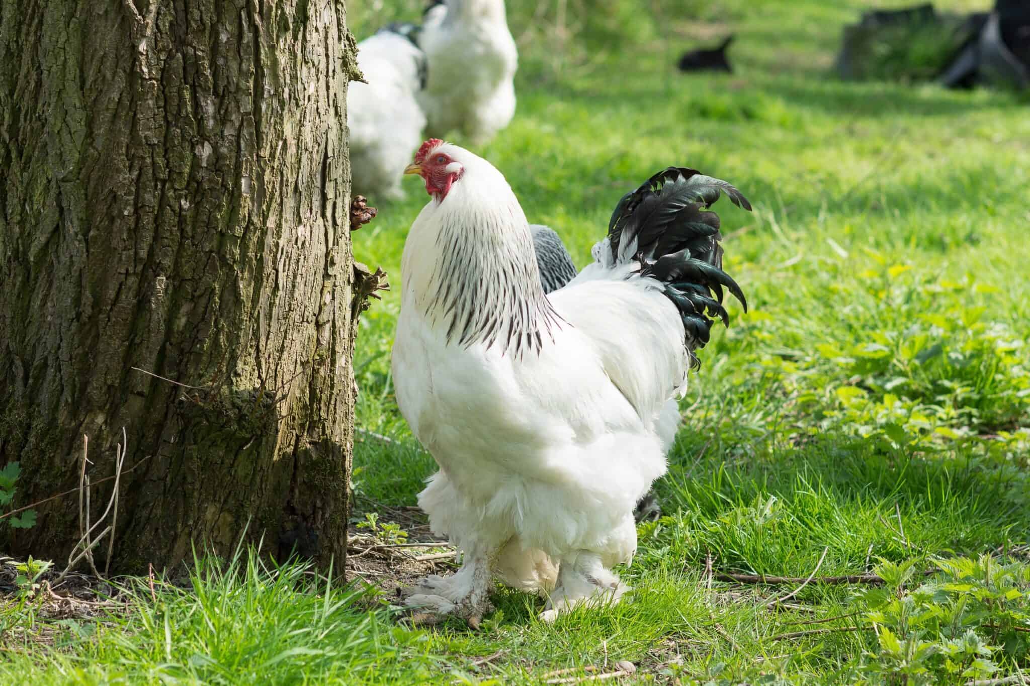 Brahma Chicken: Breed Profile, Pictures & Care Guide