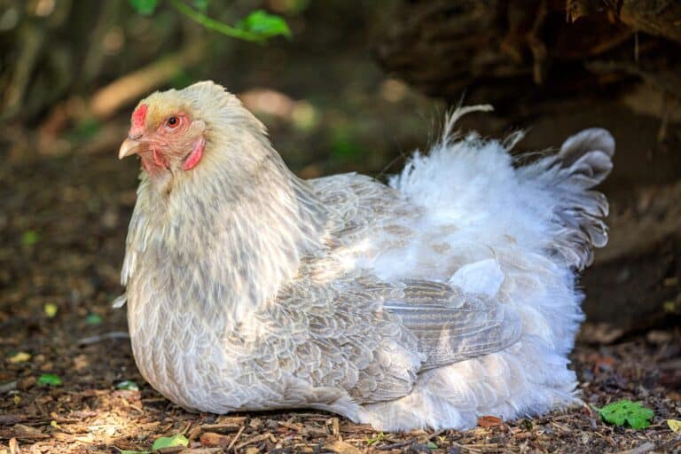 Brahma Chicken: Breed Profile, Pictures & Care Guide