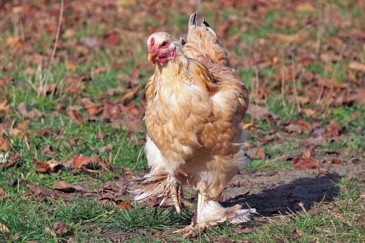 Brahma Chicken: Breed Profile, Pictures & Care Guide