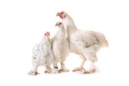 Brahma Chicken: Breed Profile, Pictures & Care Guide