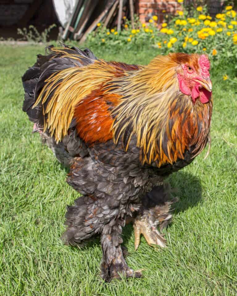 19 Best Rooster Breeds For Your Flock With Pictures