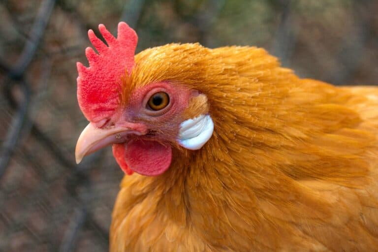 When Do Chickens Start Laying Eggs? - 7 Key Signs