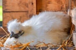 Chicken Losing Feathers: 14 Reasons & How to Treat It