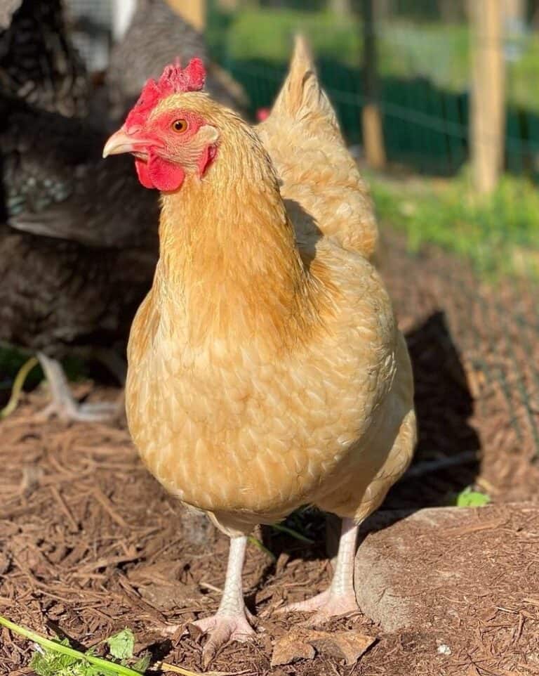 Barred Rock Chicken: Breed Profile, Facts & Pictures