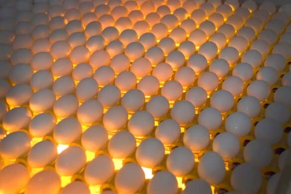 How Are Chicken Eggs Fertilized? - 13 Most Asked Questions