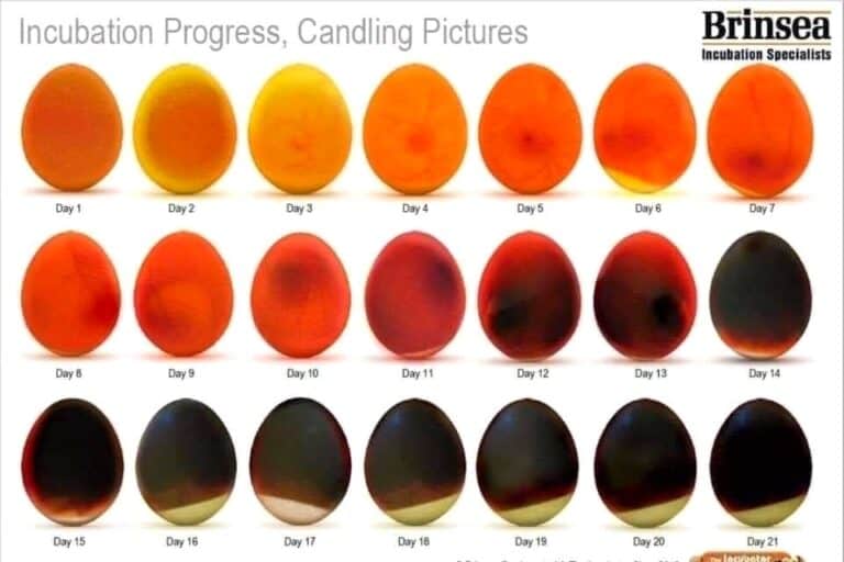 Candling Eggs: How to Candle an Egg (A Complete Guide)