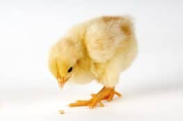 What Do Baby Chicks Eat? - A Complete Guide