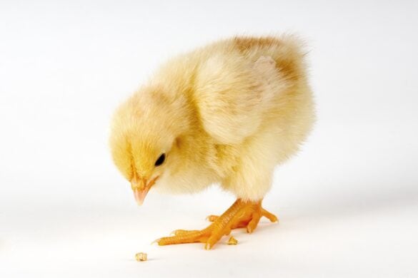 What Do Baby Chicks Eat? - A Complete Guide
